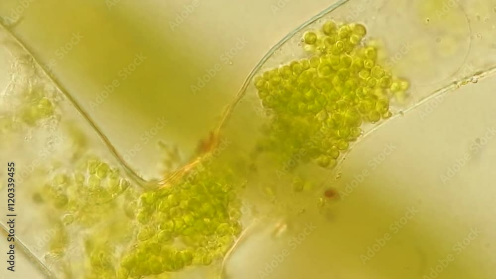 Seaweed (algae) under microscope, magnification 400x Stock Video ...