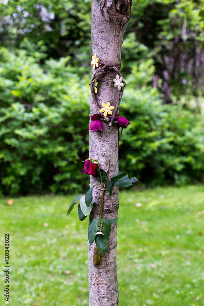 Bole of a tree close up. Stock Photo | Adobe Stock