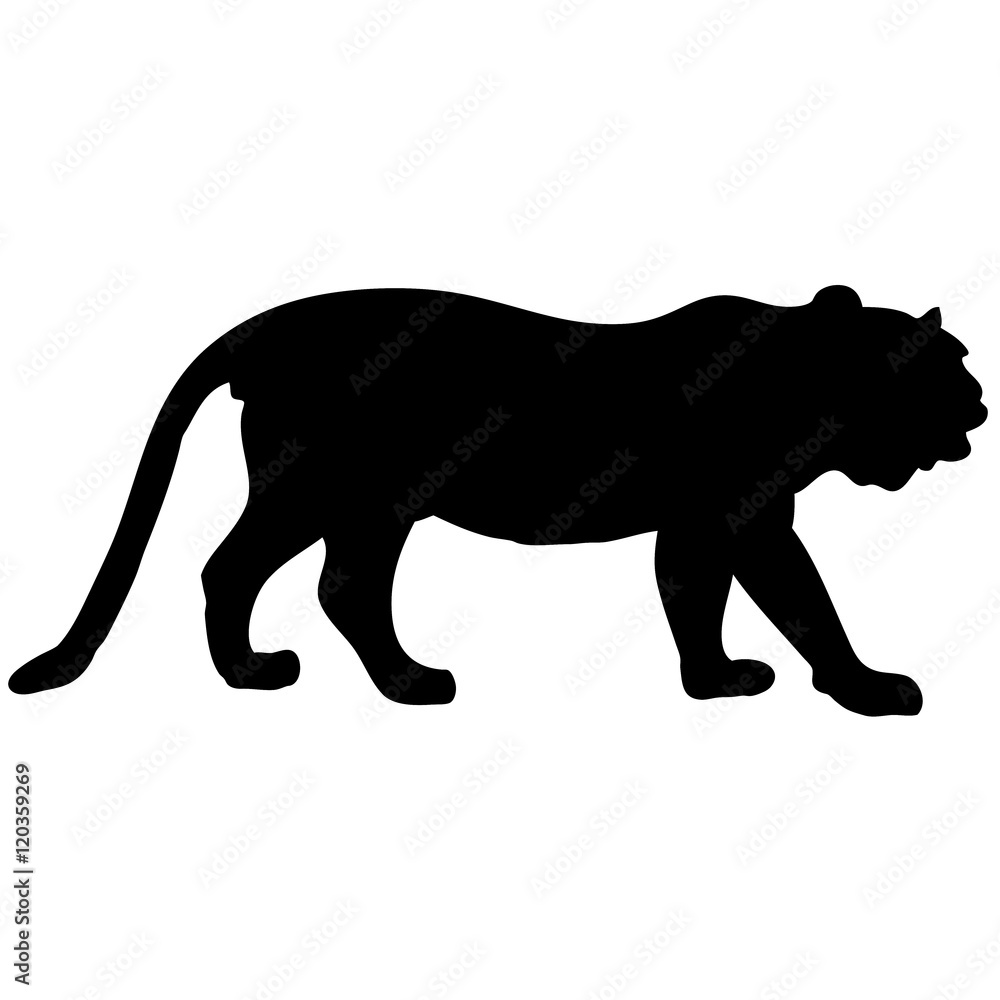 Snarling tiger with huge tusks Stock Vector | Adobe Stock