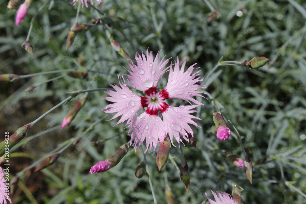 Dianthus Plumarius Cottage Pink