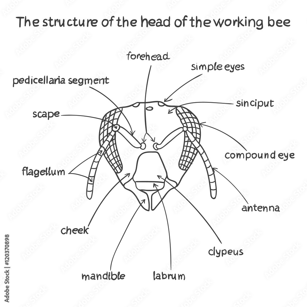 The structure of the head of the working bee Stock Vector | Adobe Stock