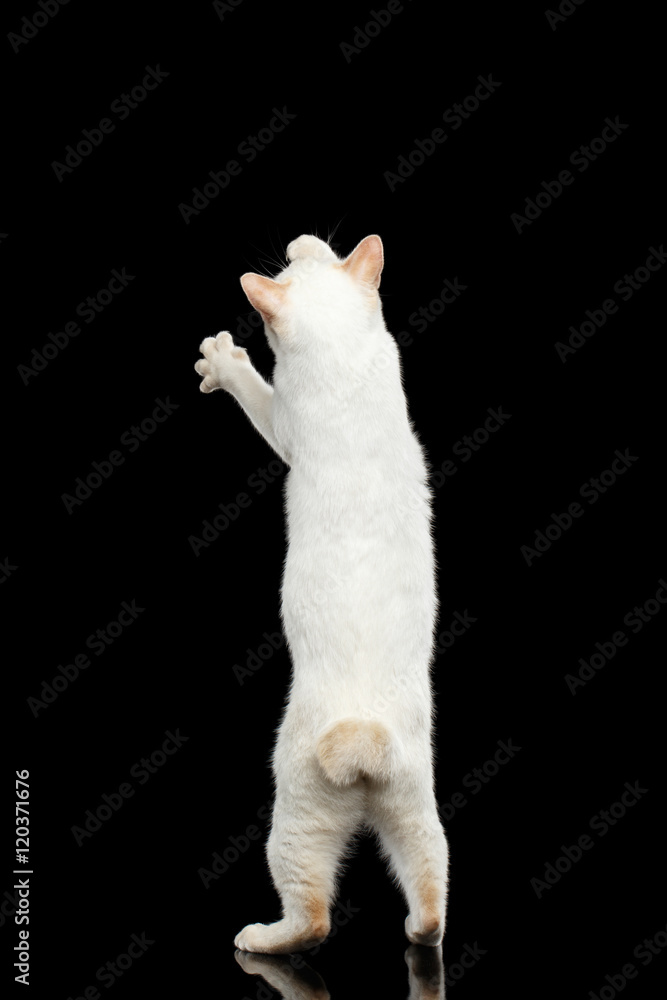 Standing White Cat