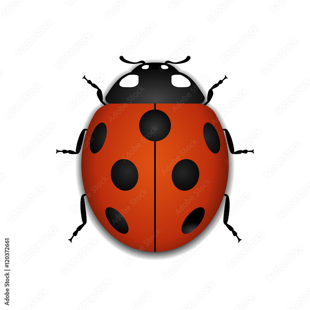 Ladybug small icon. Red lady bug sign, isolated on white background. 3d ...