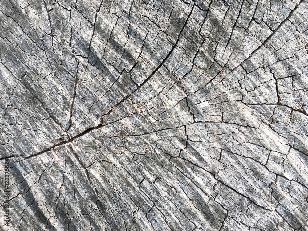 surface section of body tree texture Stock-Foto | Adobe Stock