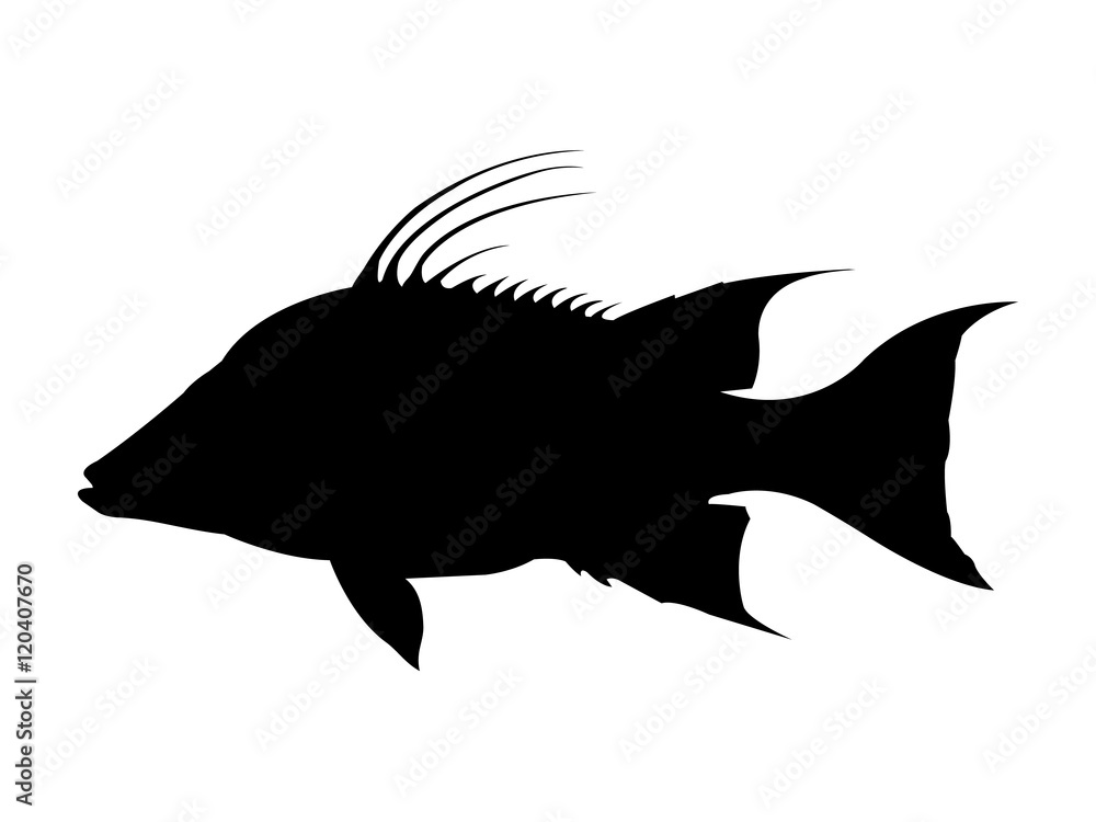 Hog snapper / Hogfish silhouette. Vector illustration. vector de Stock ...