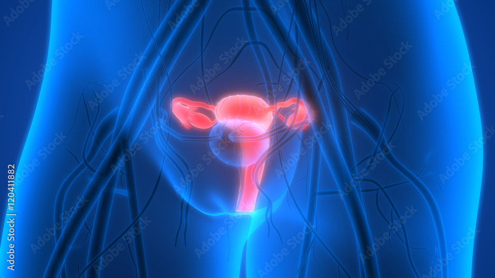 Female Reproductive System Anatomy with nervous sysyem and Urinary ...