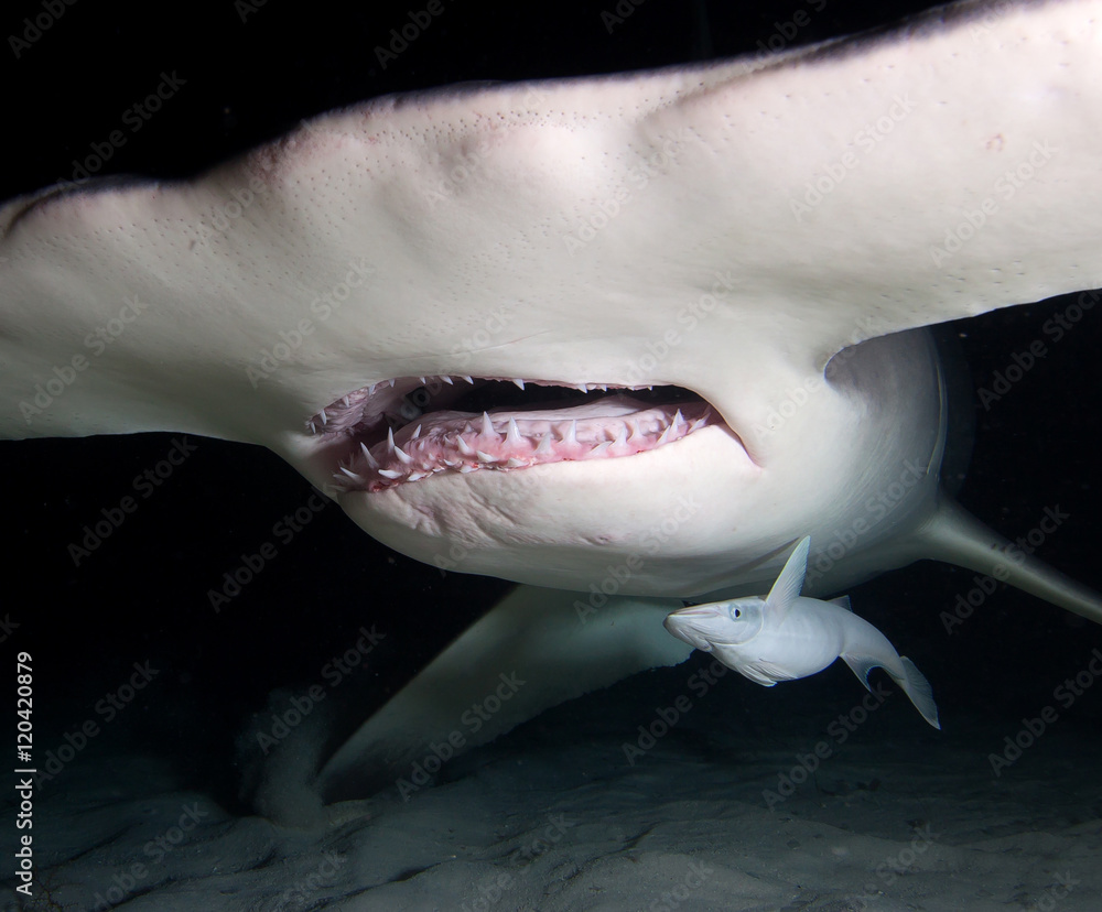 Hammerhead Shark Jaw
