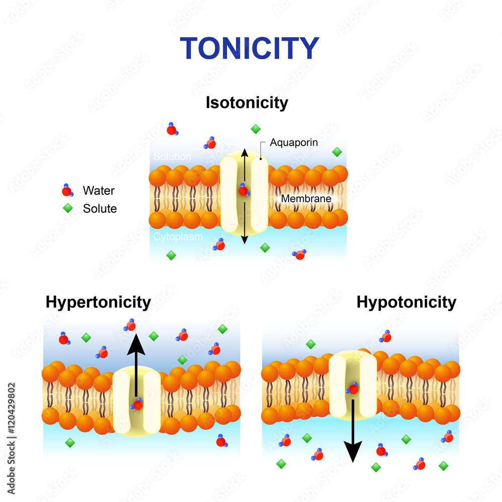 Tonicity and osmosis. Cell membrane and aquaporin. Stock Vector | Adobe ...
