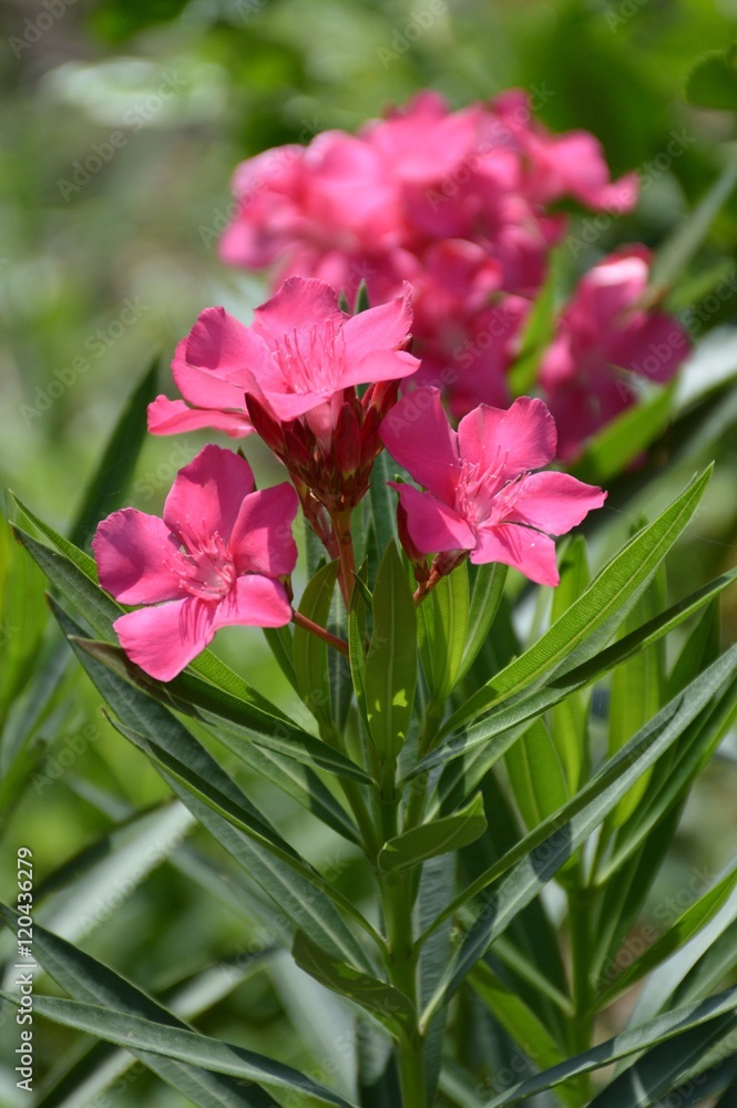 Nerium Oleander Flower