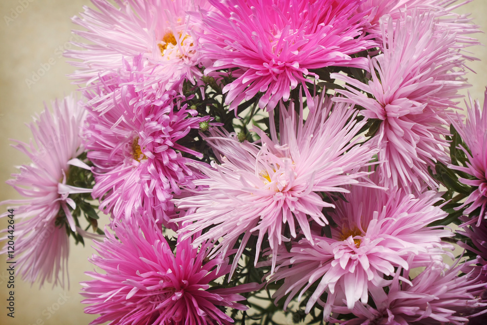 Aster bouquet Stock Photo | Adobe Stock