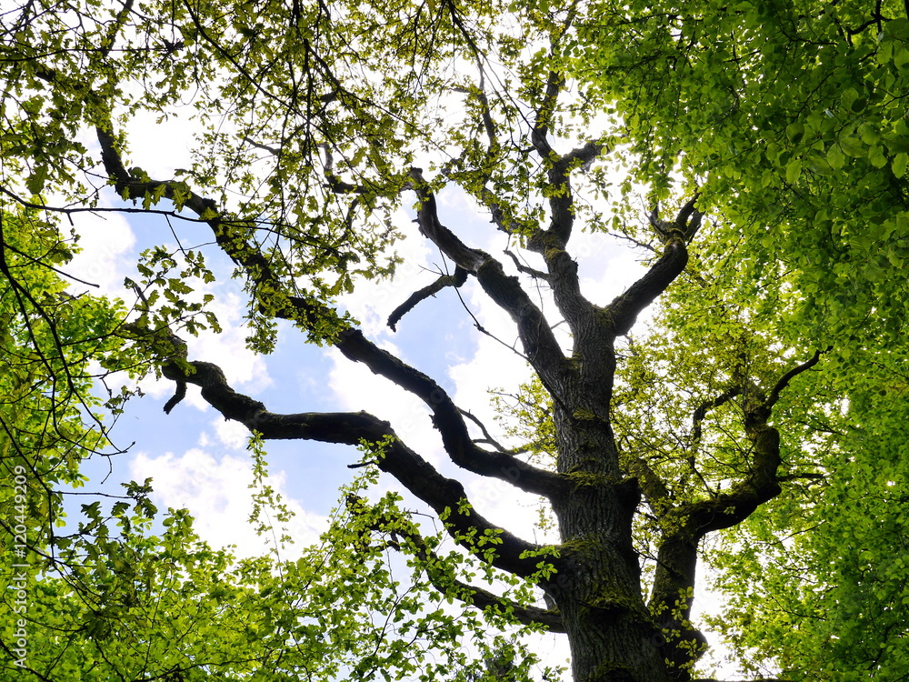 Großer Eichenbaum Stock-Foto | Adobe Stock