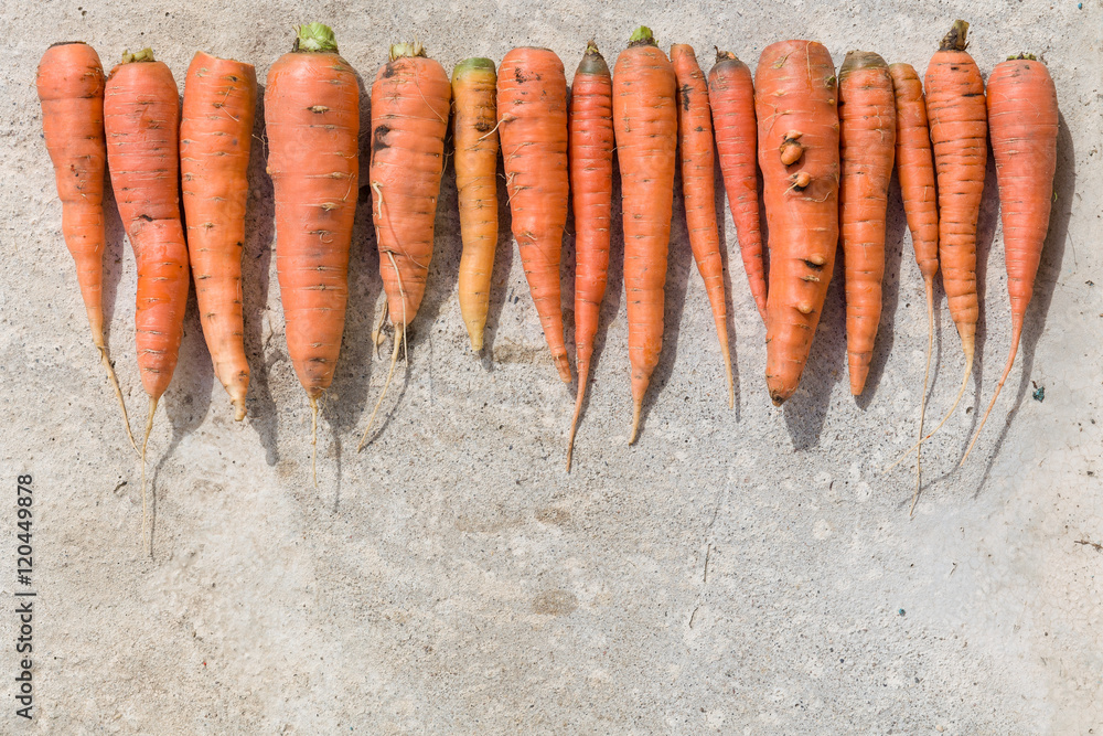 Top view on raw of fresh organic carrots of different sizes and shapes ...