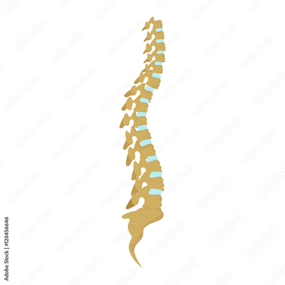 Realistic isolated human spine on white background. Body skeleton ...