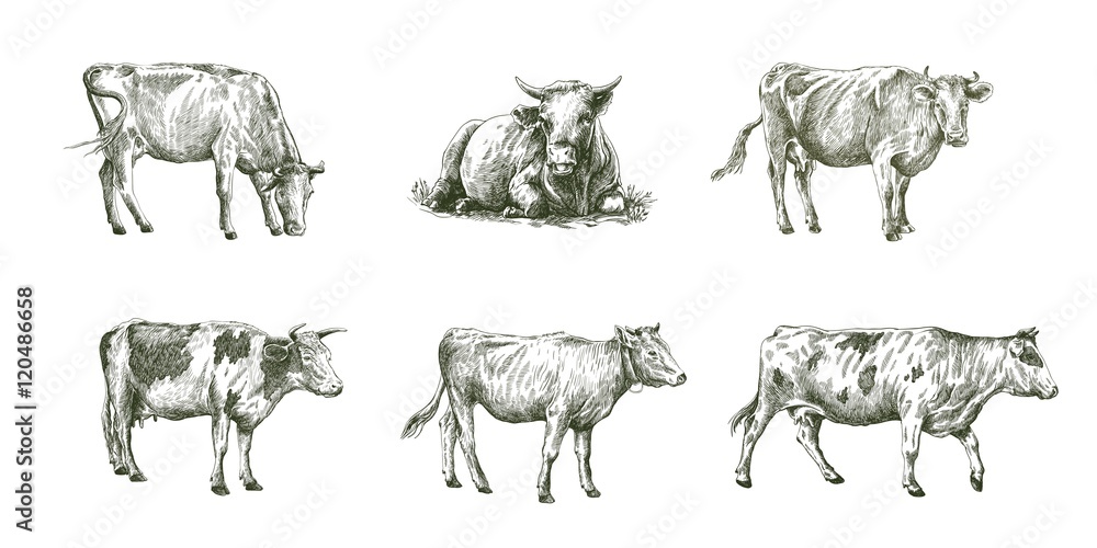 sketches of cows drawn by hand. livestock. cattle. animal grazing Stock ...