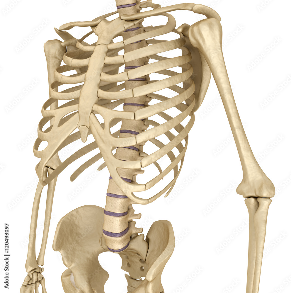 Human skeleton: breast chest. Front view. Medically accurate 3D ...