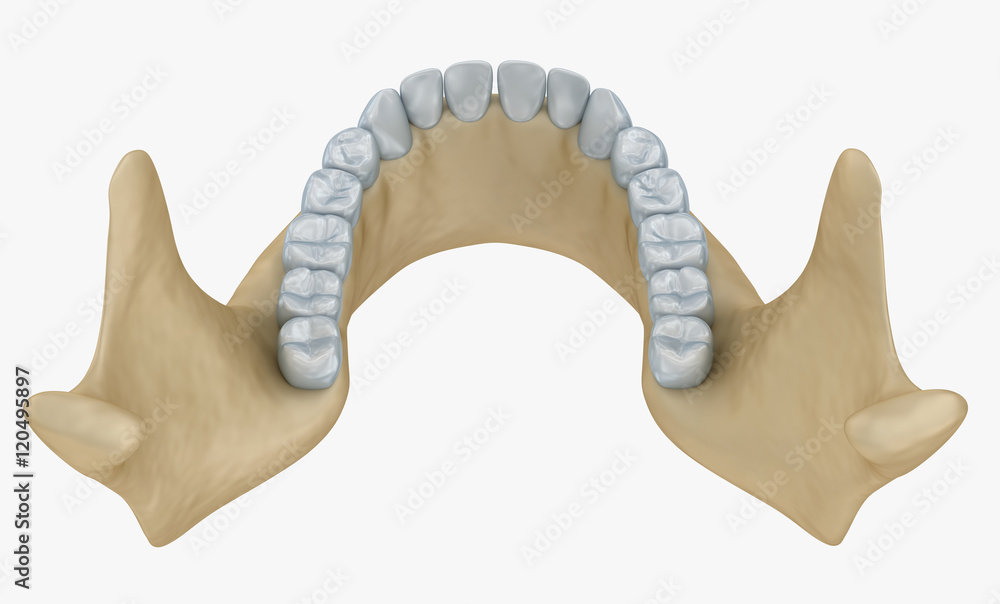 Lower jaw skeleton and teeth anatomy. Medical accurate 3D illustration ...