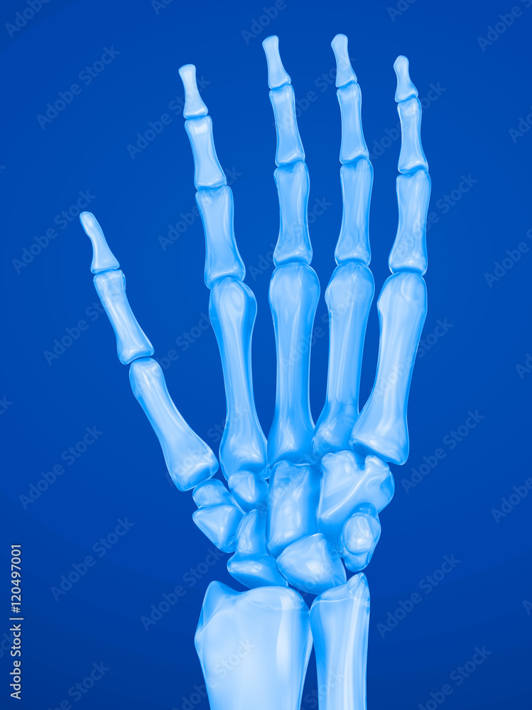Human wrist anatomy. Xray view. Medically accurate 3D illustration ...