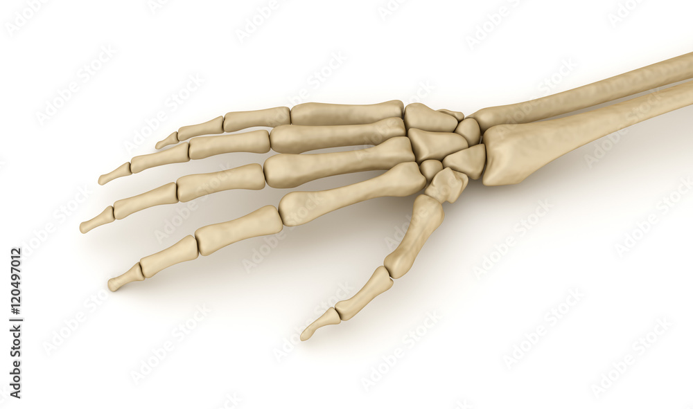 Human wrist skeletal anatomy. Medically accurate 3D illustration Stock ...