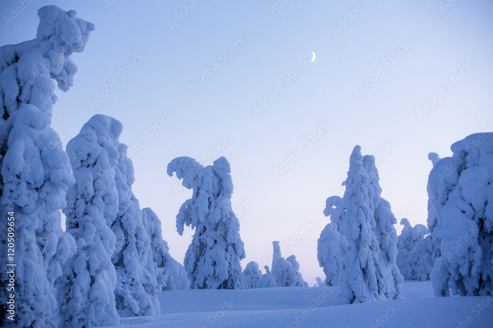 Snow covered trees with crescent moon, Lapland, Finland, Europe Stock ...