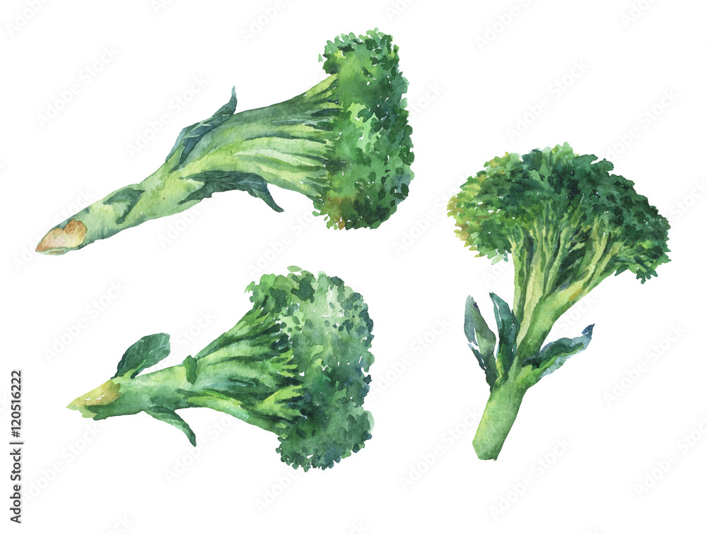 Broccoli. Hand drawn watercolor painting on white background Stock ...