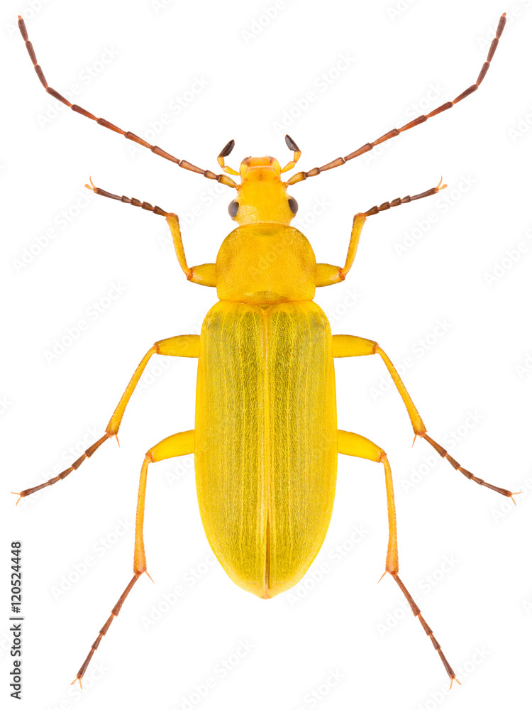 Yellow beetle Cteniopus sulphureus is a species of comb-clawed beetle ...