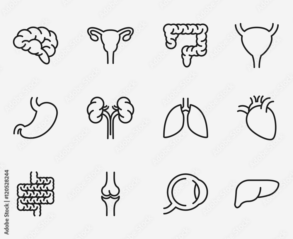 Human organ icons or organs symbols Stock Vector | Adobe Stock