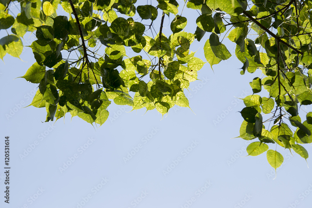 pipal tree leaves background Stock Photo | Adobe Stock