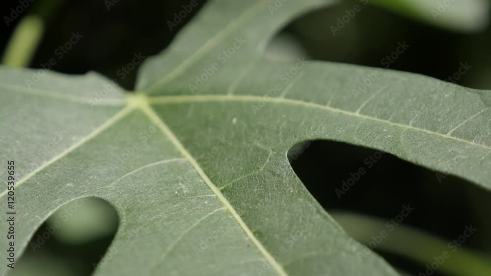 Green Ficus carica fruit plant leaf shallow DOF 4K 2160p 30fps UltraHD ...
