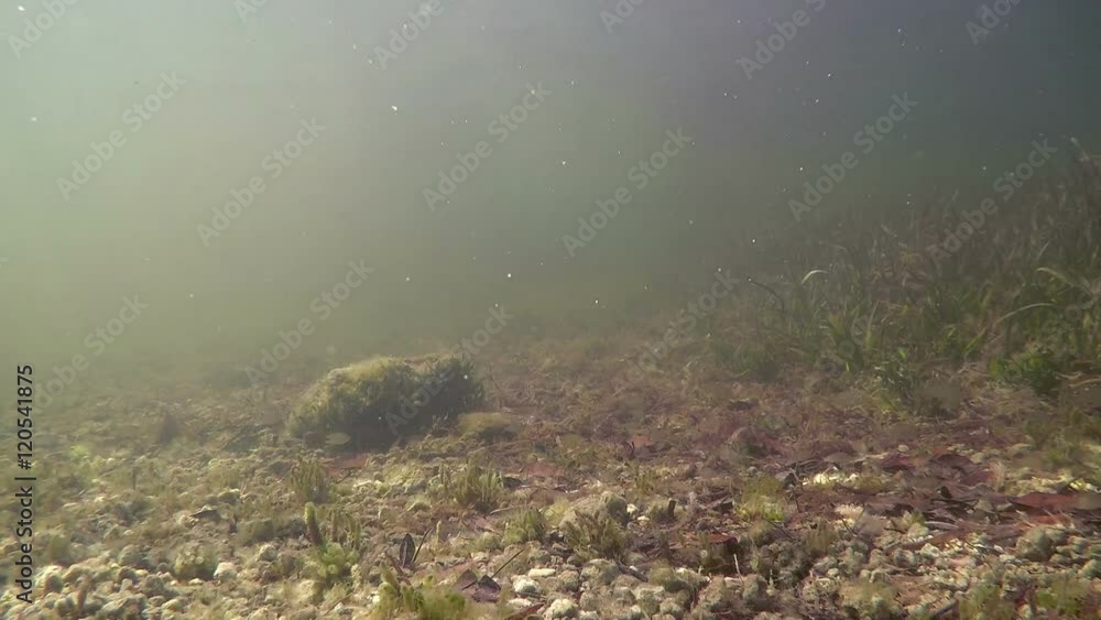 Florida Keys underwater plants and rocks little fish Stock Video ...