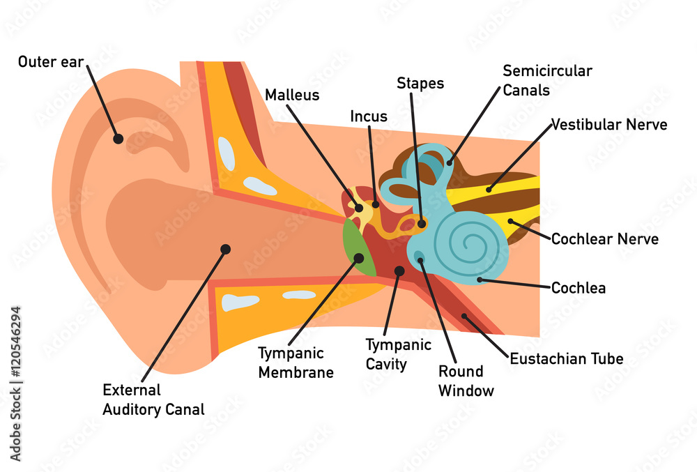 Ear anatomy diagram,vector Stock Vector | Adobe Stock