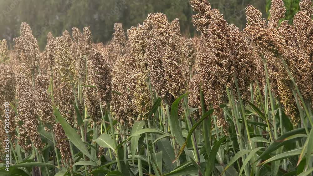 Cultivated sorghum field, an important crop worldwide, used for food ...