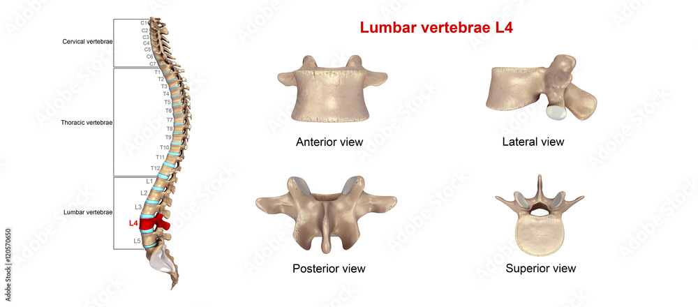 Lumbar vertebrae L4 Stock Photo | Adobe Stock