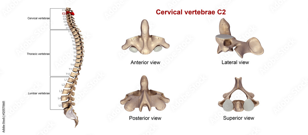Cervical vertebrae C2 Stock Illustration | Adobe Stock
