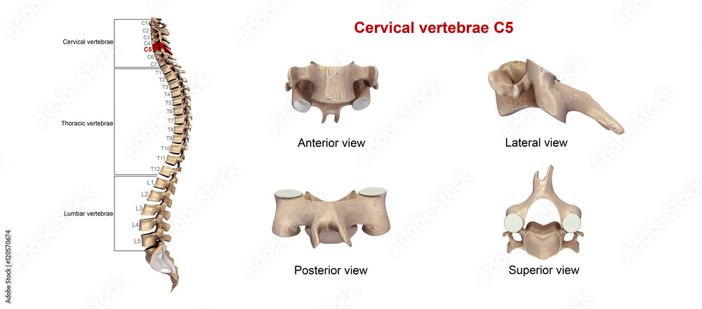 Cervical vertebrae C5 Stock Illustration | Adobe Stock