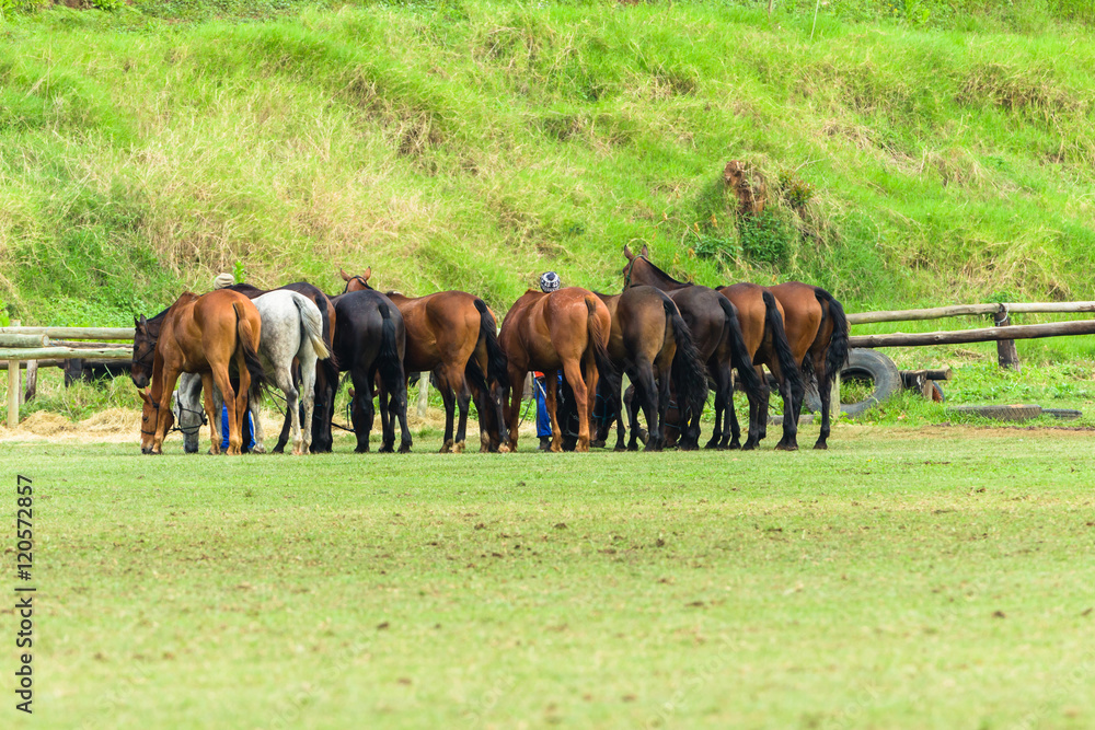 Polo Horse Ponies ready for equestrian game action Stock Photo | Adobe ...
