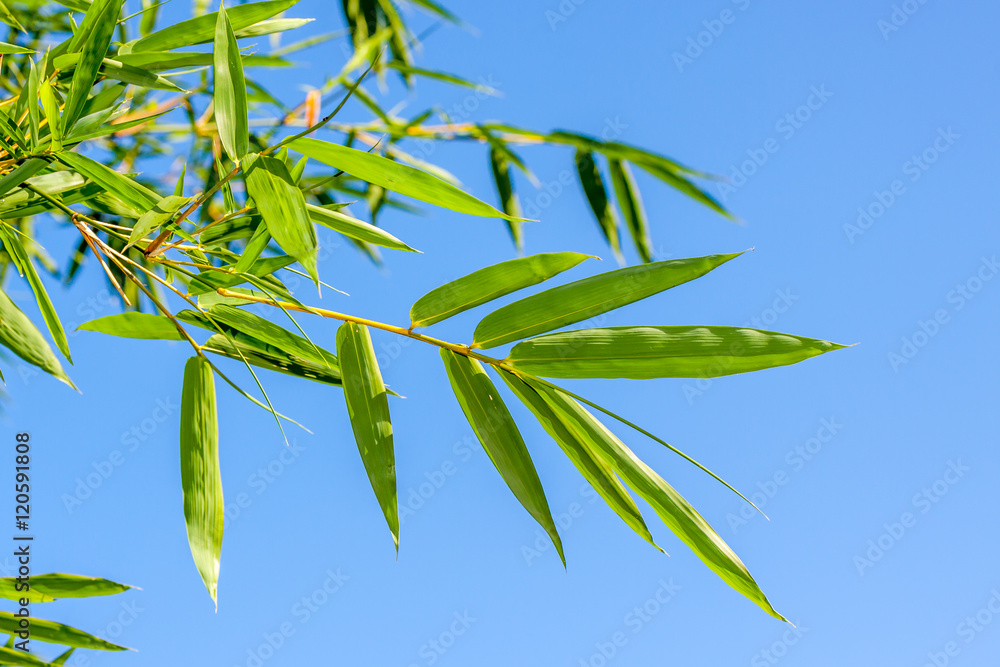 Feuilles de Bambou Feuilles de Bambou à la Réunion Stock Photo | Adobe ...