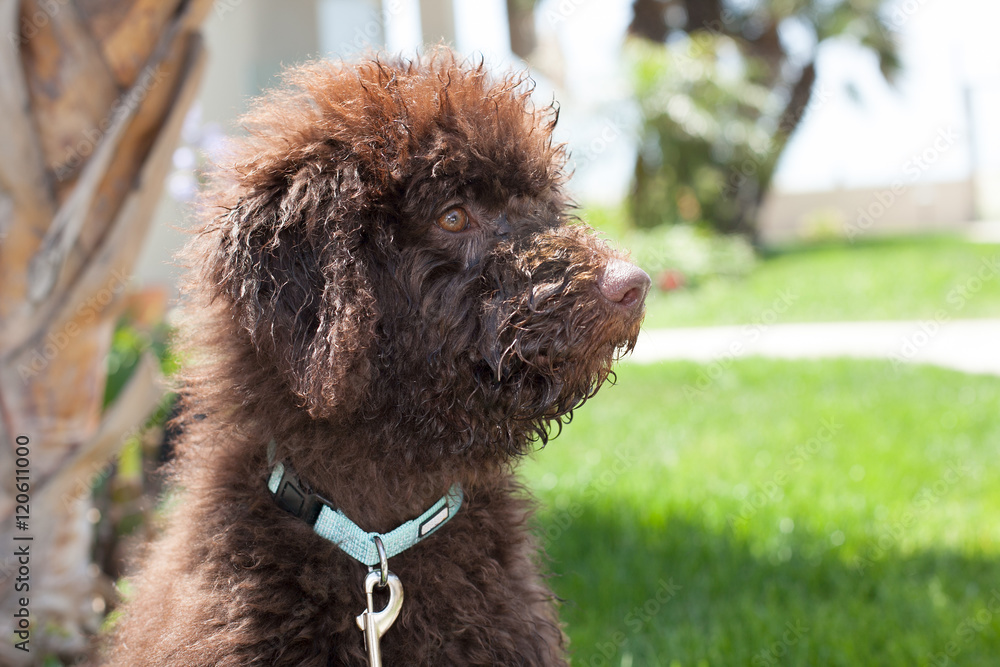 Profile of Chocolate labradoodle puppy dog sits on the grass ...