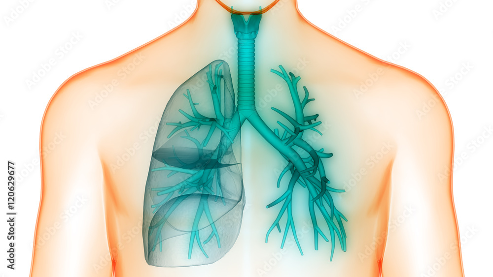 Human Body Organs (Lungs Inside Anatomy) Stock Illustration | Adobe Stock