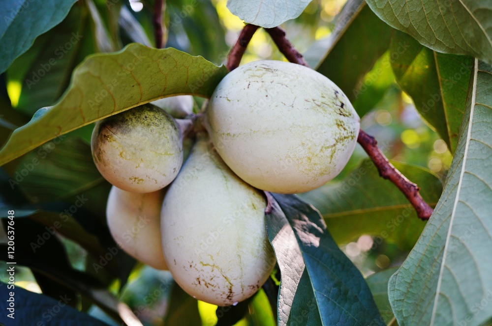 Fruit of the common pawpaw (asimina triloba) growing on a tree Stock ...