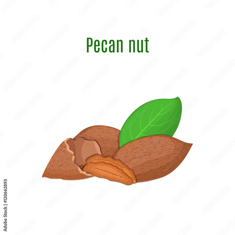 Vector illustration of a pecan nut. A handful of Appetizing pecan nut ...