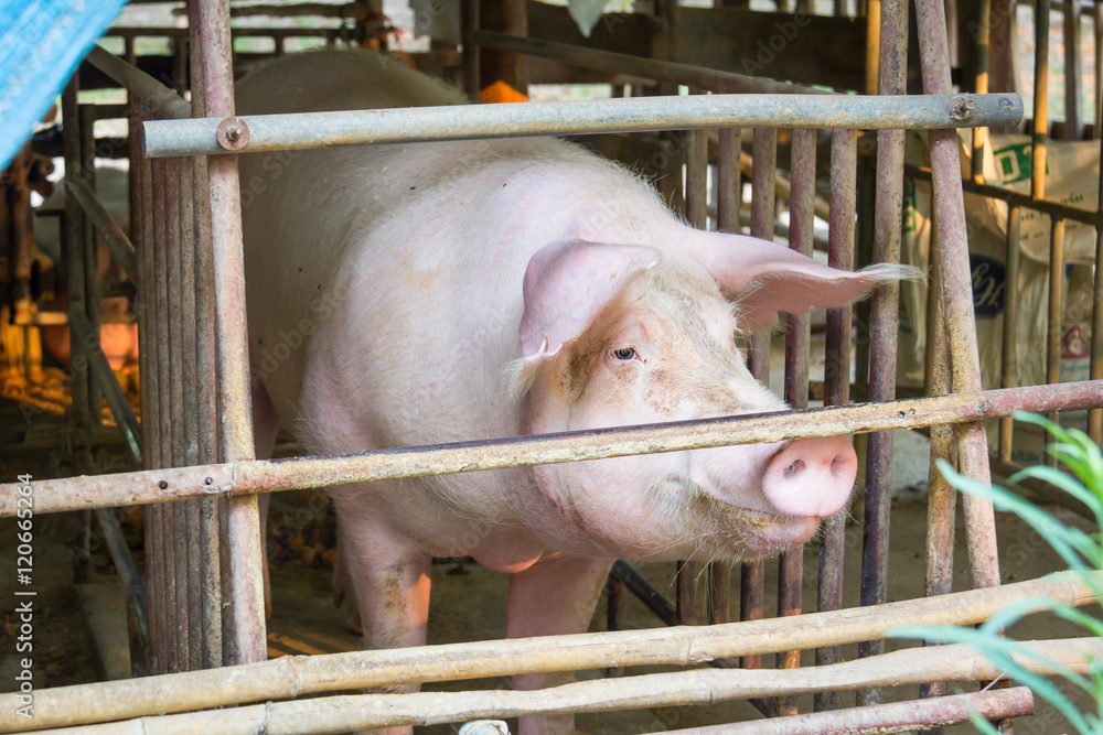 Dirty pigs at pen. Stock Photo | Adobe Stock