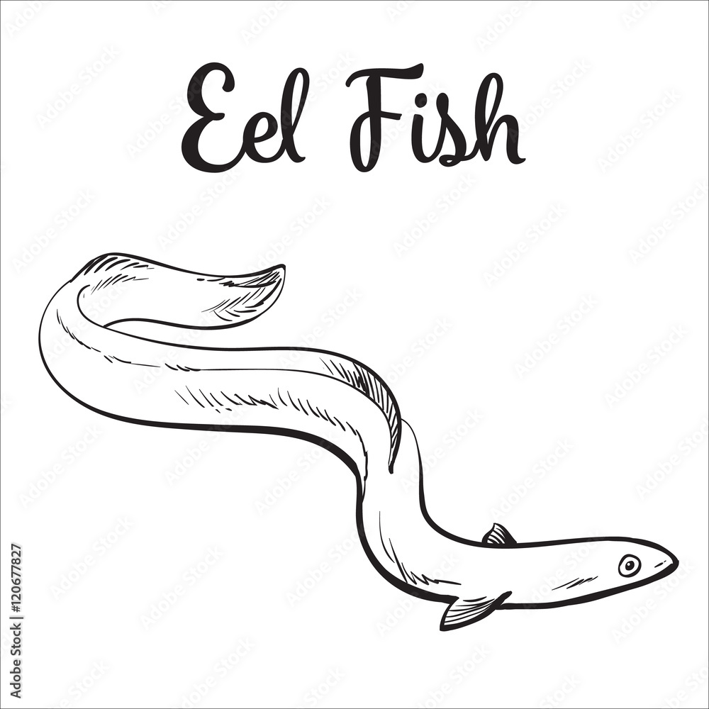 How To Draw A Realistic Eel