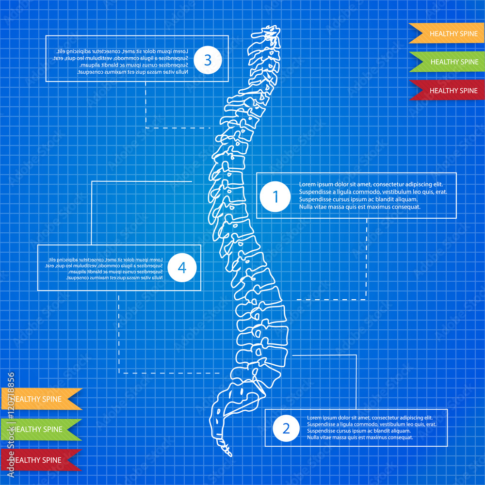 Beautiful timeline infographic medic spine human on the blueprint ...