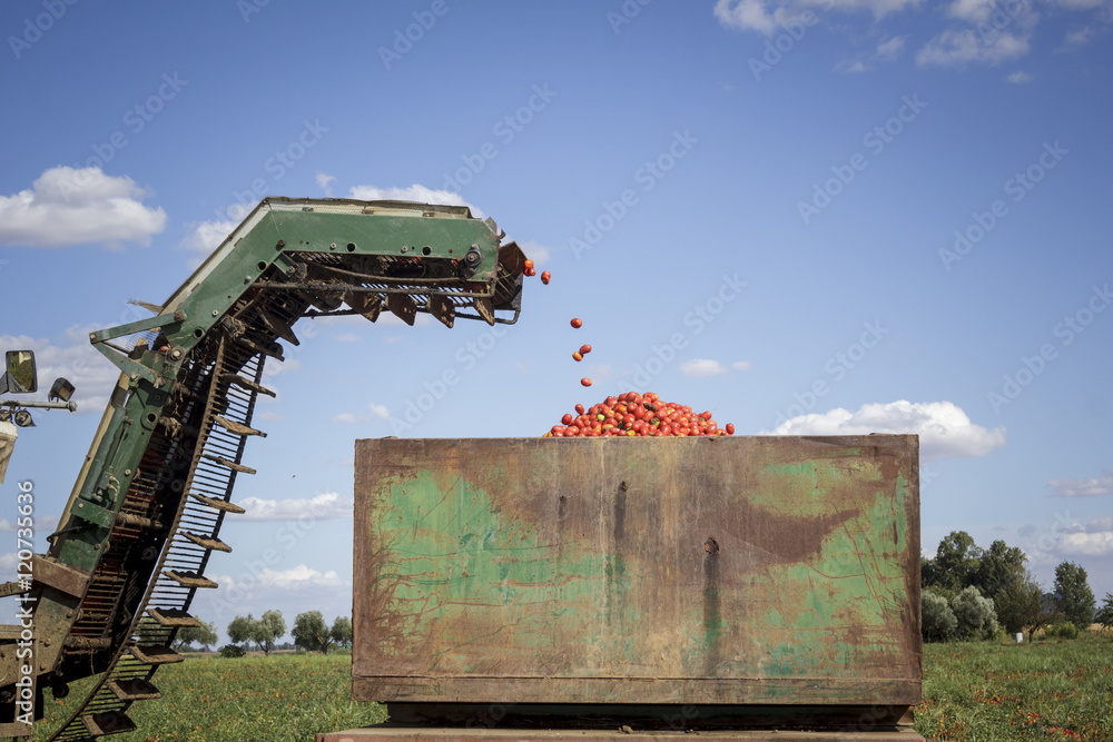 Cosechando tomate en el campo. Cosechadora recogiendo el tomate ...