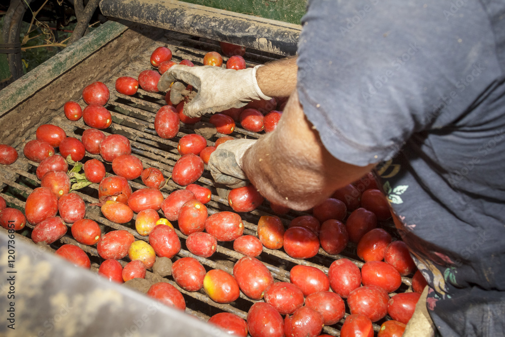 Cosechando tomate en el campo. Cosechadora recogiendo el tomate ...