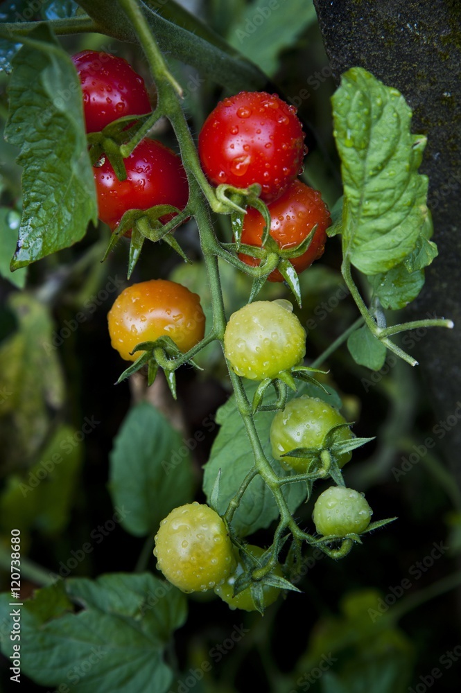 pomodori ciliegini in vari stadi di maturazione Stock Photo | Adobe Stock