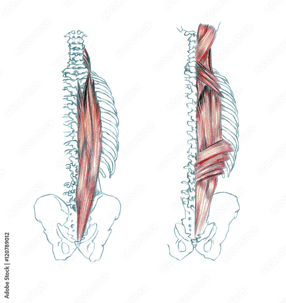 Hand drawn medical illustration drawing with imitation of lithography ...