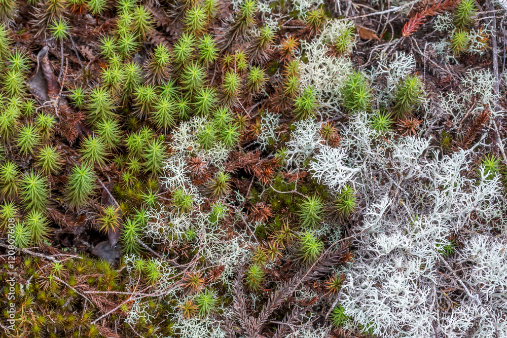 Mousse et Lichen Mousses et lichens à la Réunion. Photos | Adobe Stock