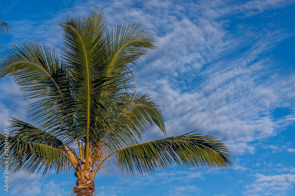 Foto de Cocotier Cocotier à l'île de la Réunion. do Stock | Adobe Stock