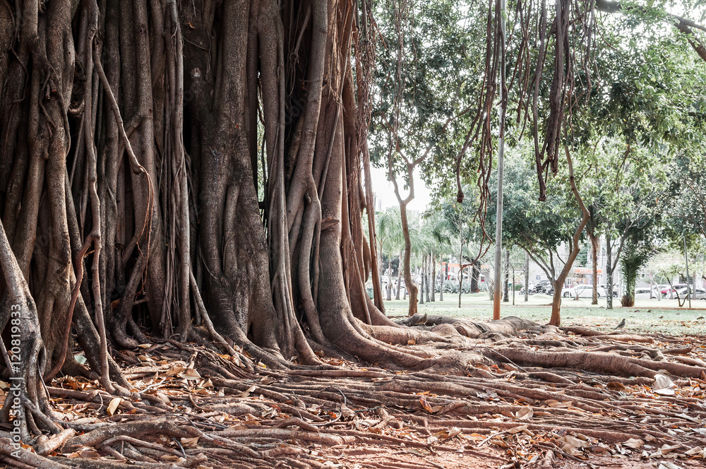 Old ancient tree with long roots that start at the top of the branches ...